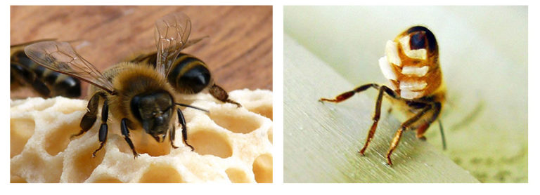 How Honey Bees Produce Beeswax - Meadowlily Farm Canada Natural Raw ...
